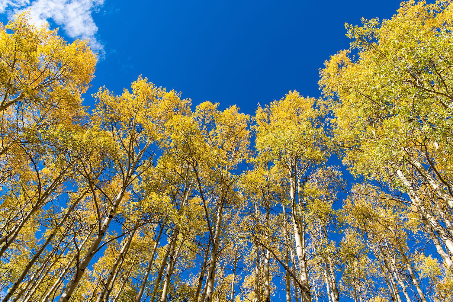 Hard Copy Maps / Posters - New Mexico Forest and Watershed Restoration ...