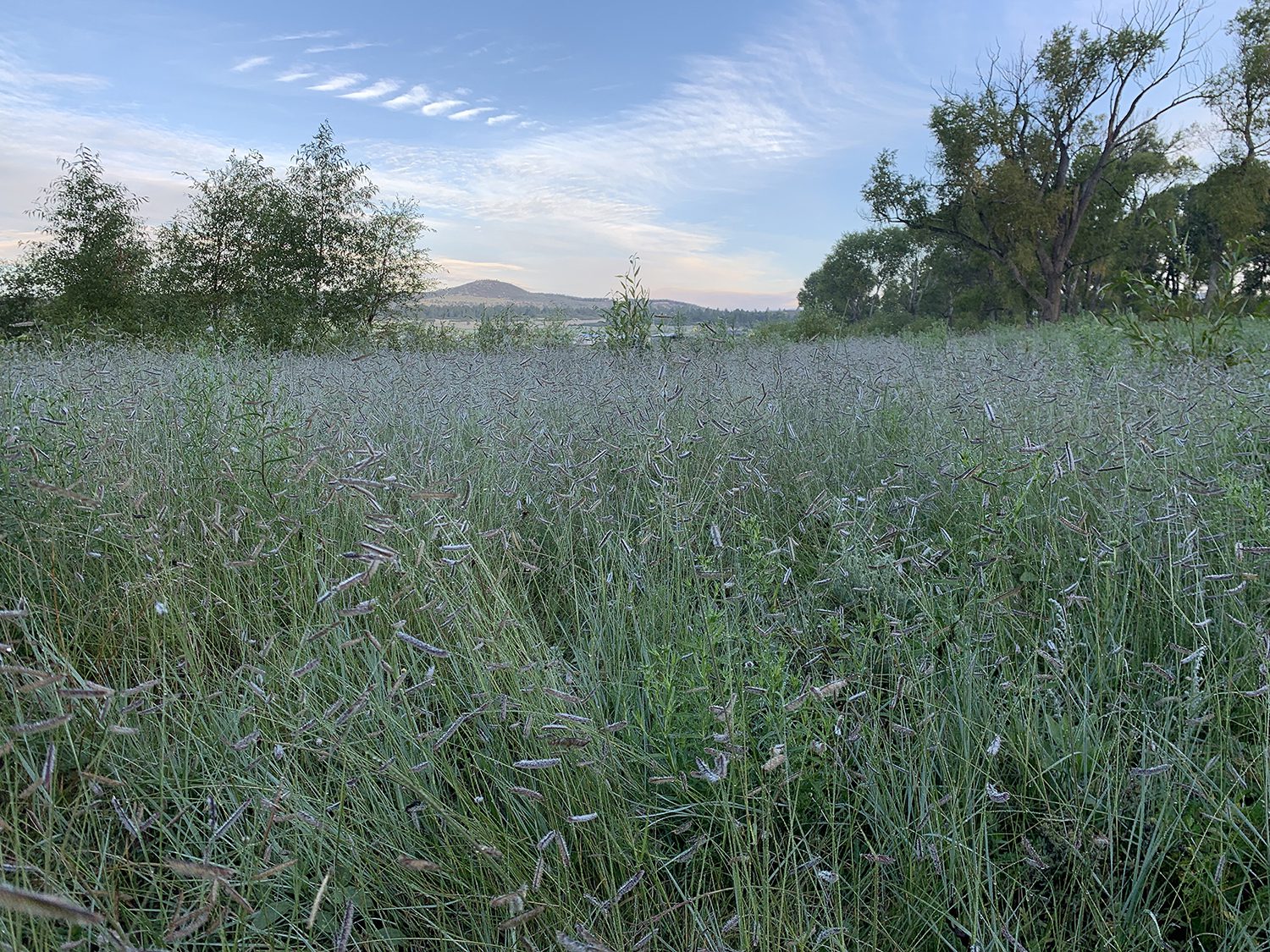Querencia in Action: Plants, seeds and mulching - New Mexico Forest and ...