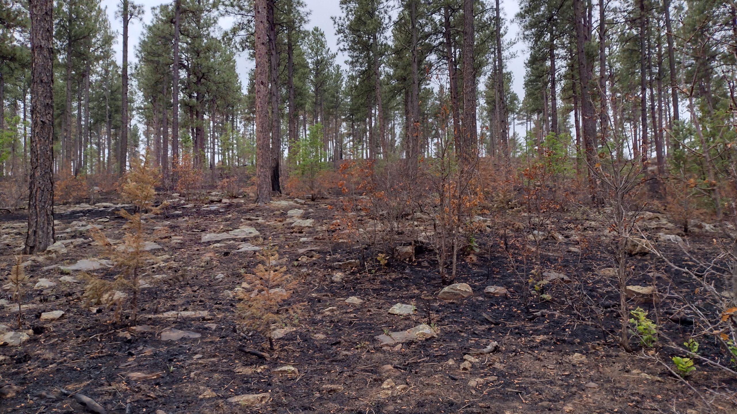 Forest Regeneration in a Changing Climate - New Mexico Forest and ...