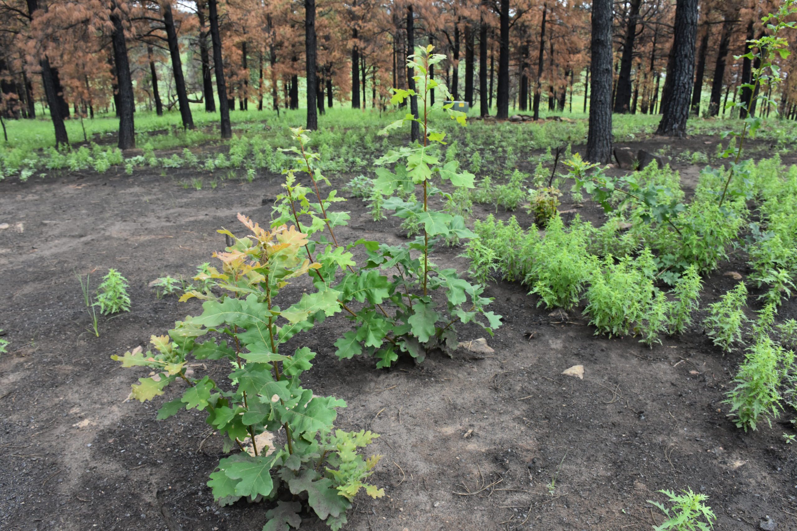 Adapting to climate change across landscapes - New Mexico Forest and ...