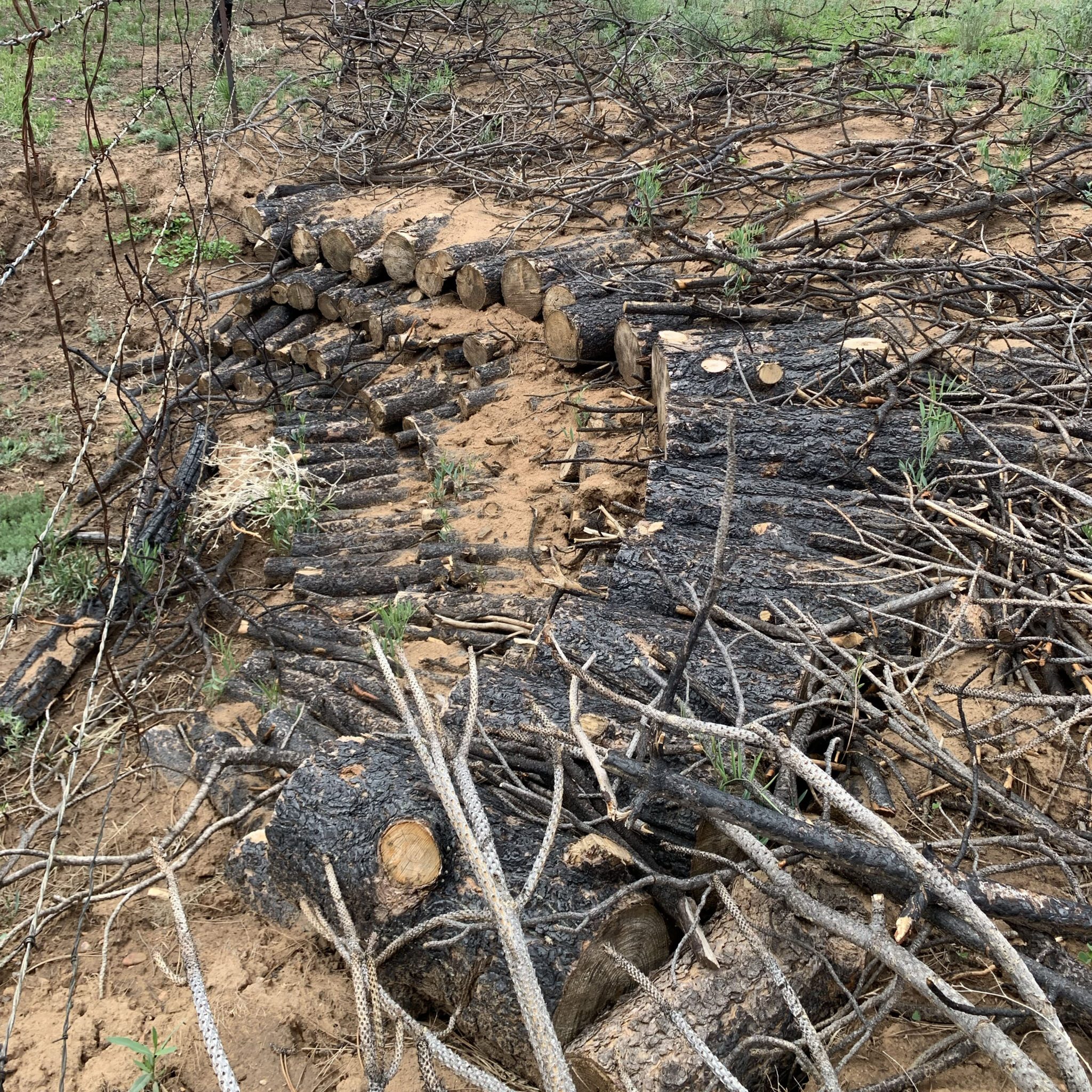 After the Fire: Uses for Burned Trees - New Mexico Forest and Watershed ...