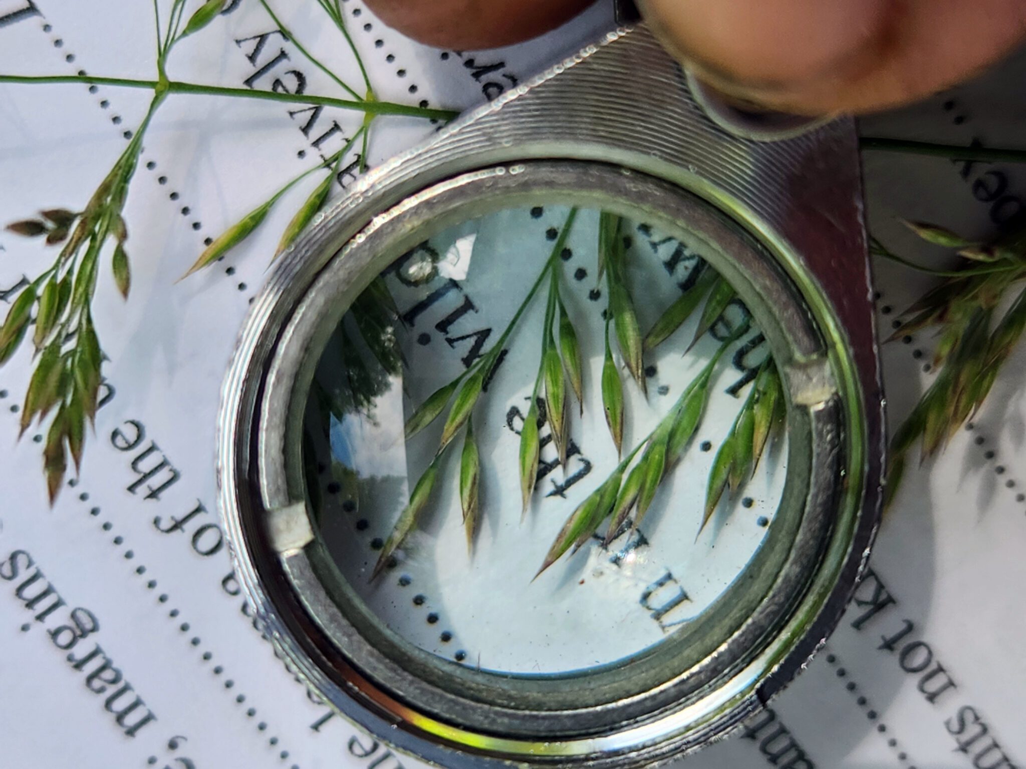 Understory Vegetation Inventory: 3 Years After the Hermit's Peak-Calf ...